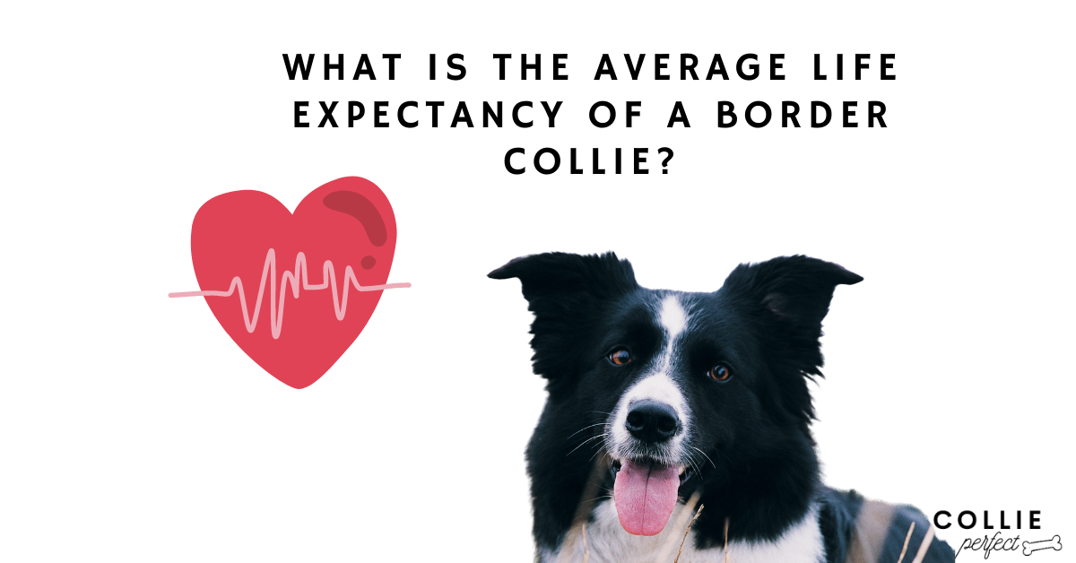 What is the average life expectancy of a border collie? | Collie Perfect